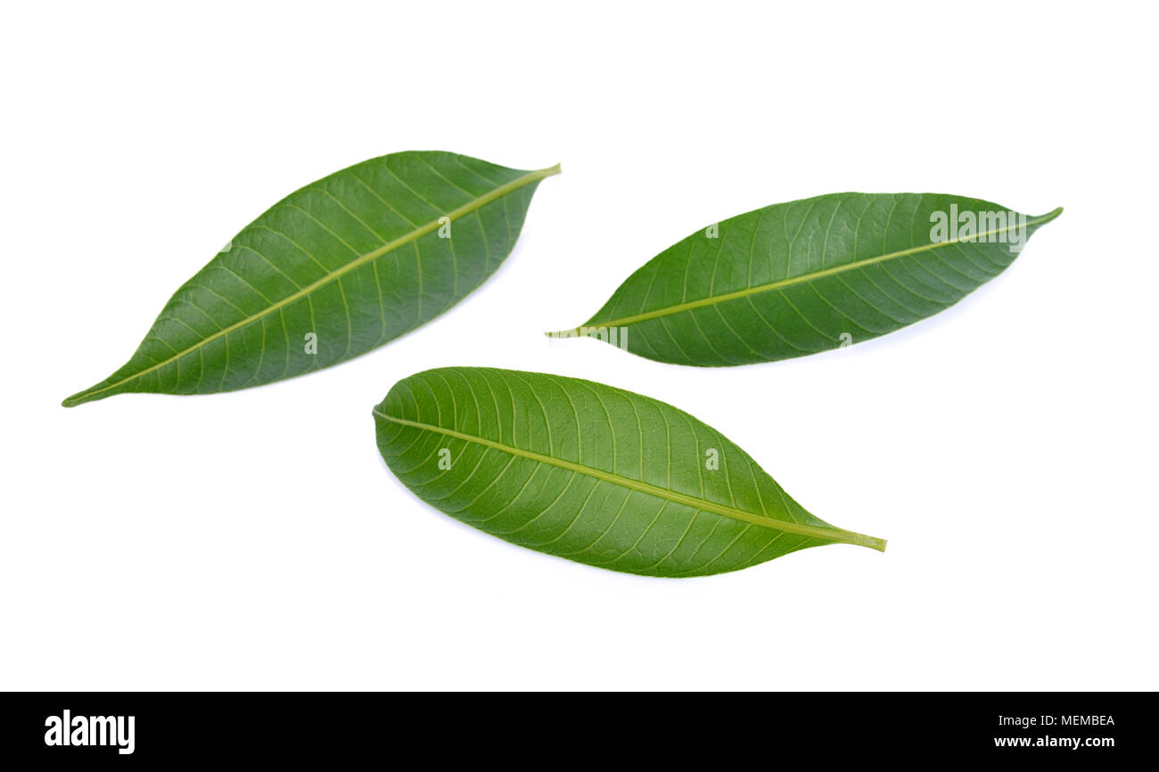 Mango with leaf hi-res stock photography and images - Alamy