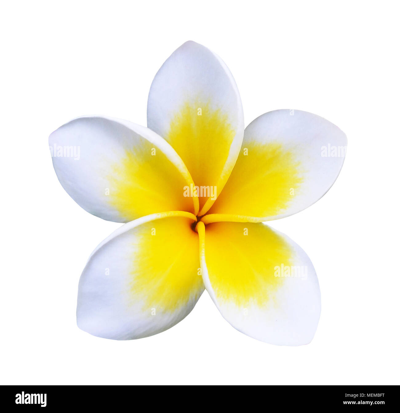 Tropical flowers frangipani (plumeria Stock Photo - Alamy