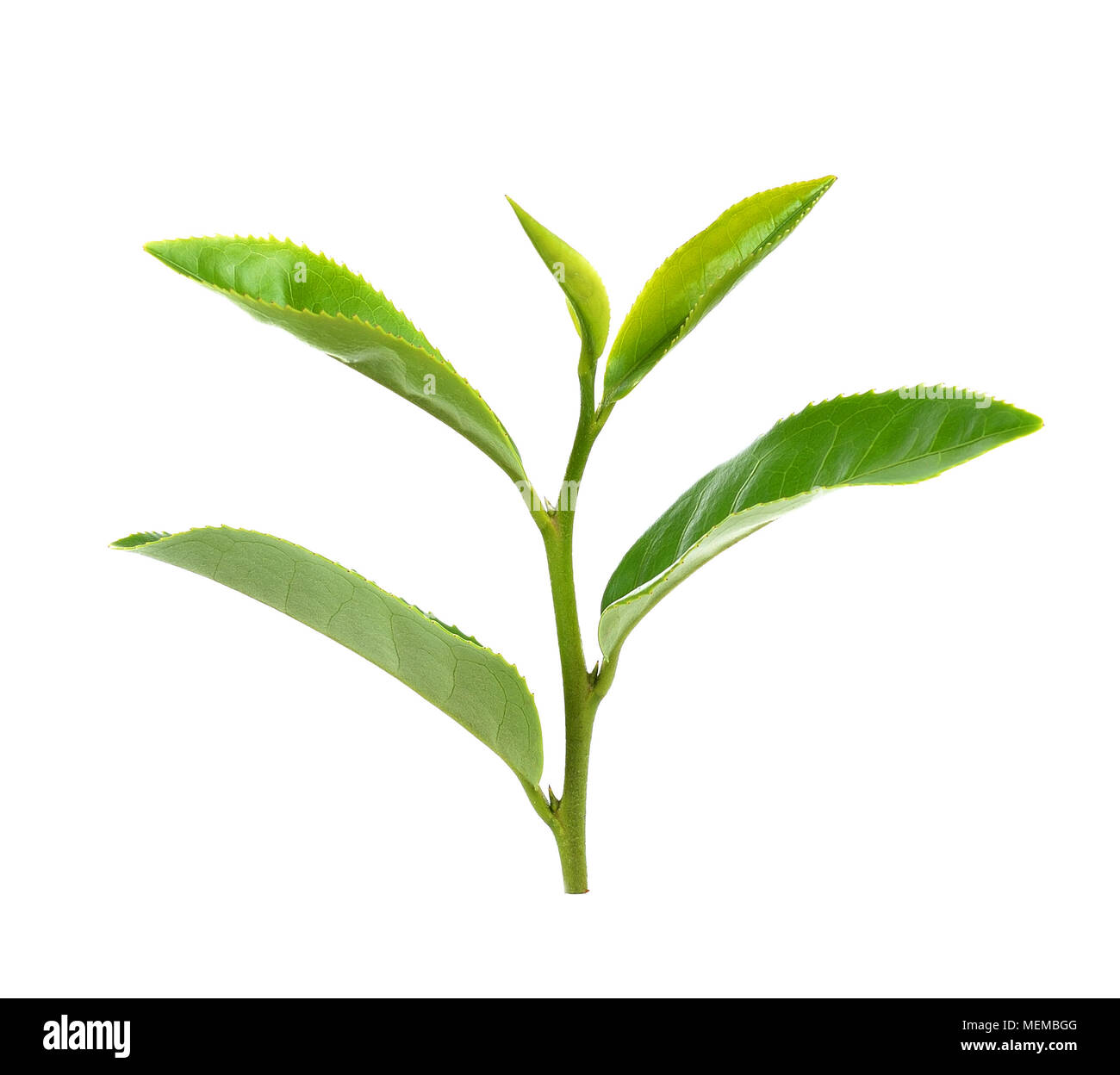 Green tea leaf Stock Photo - Alamy