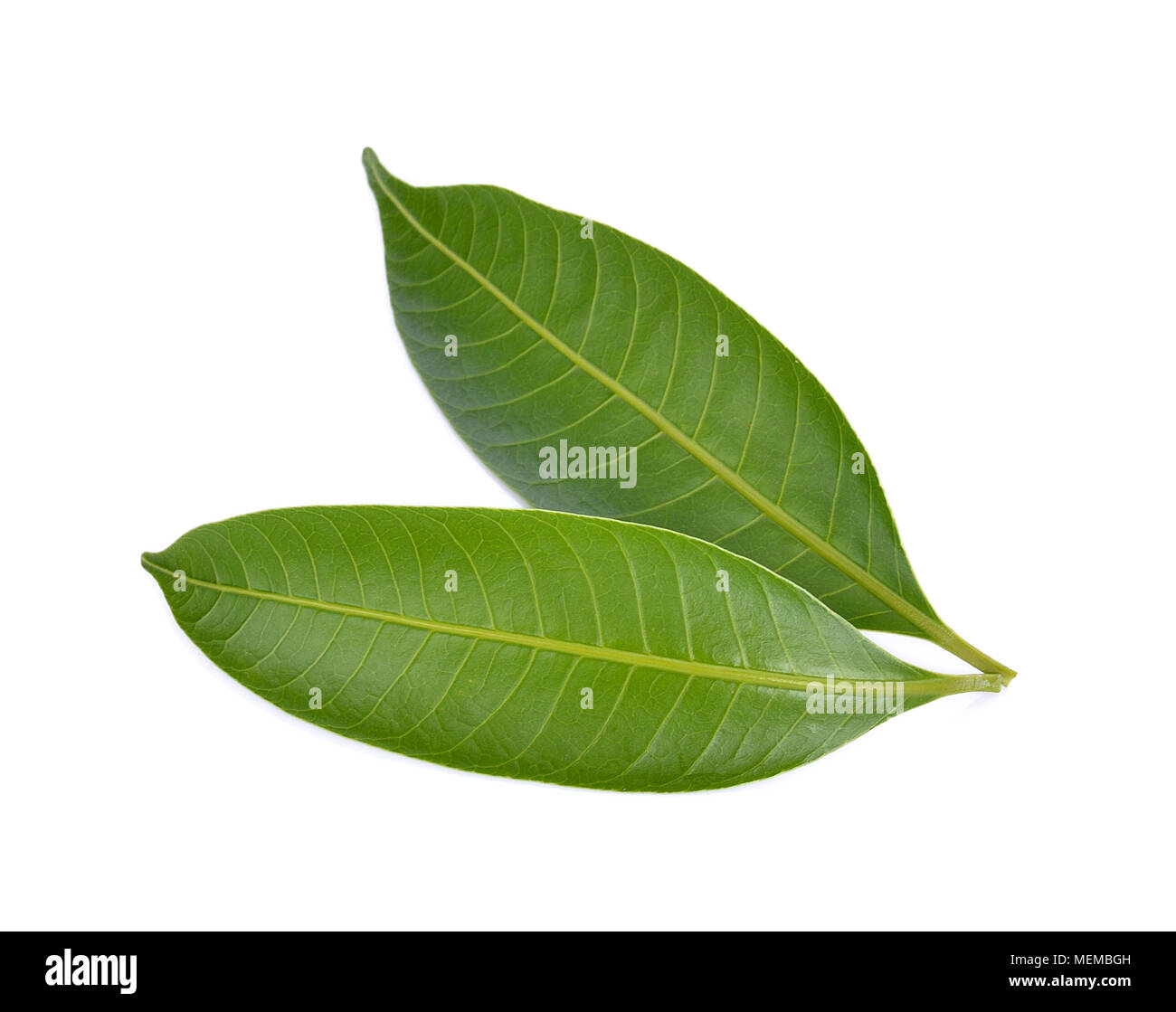 Mango with leaf hi-res stock photography and images - Alamy