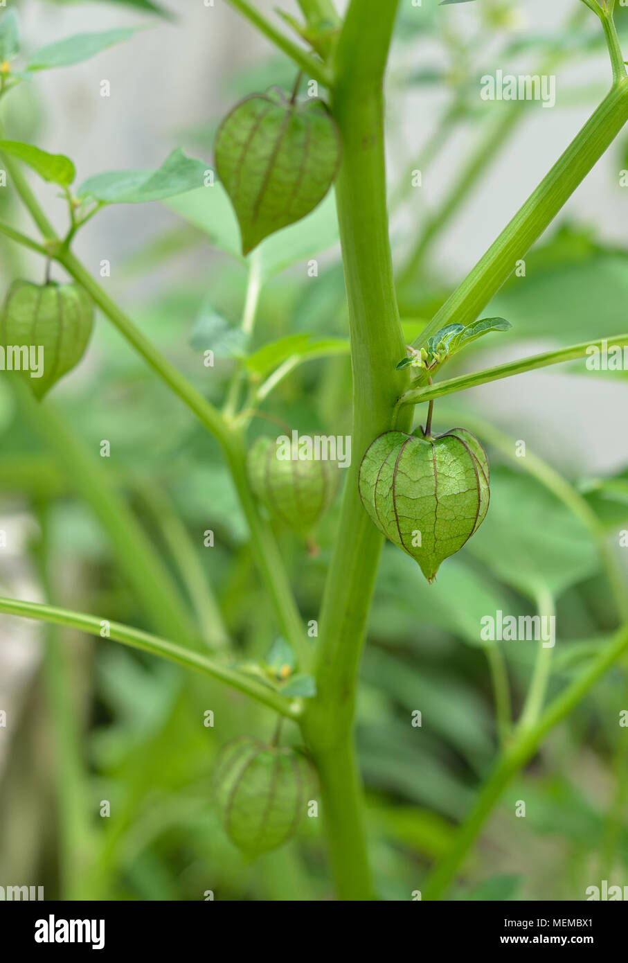 Cape gooseberry (physalis Stock Photo - Alamy