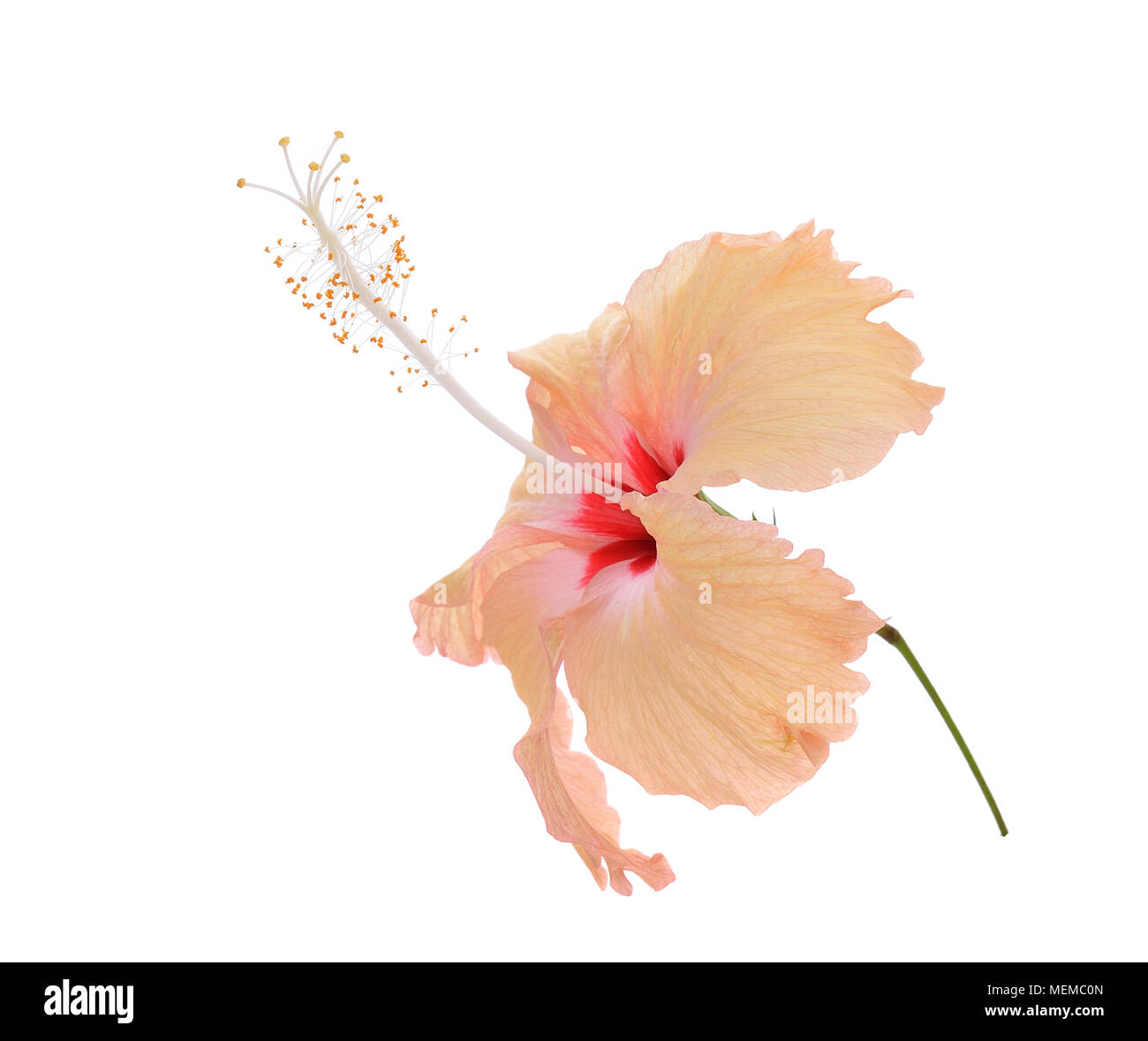 Pink hibiscus flower pistil Cut Out Stock Images & Pictures - Alamy
