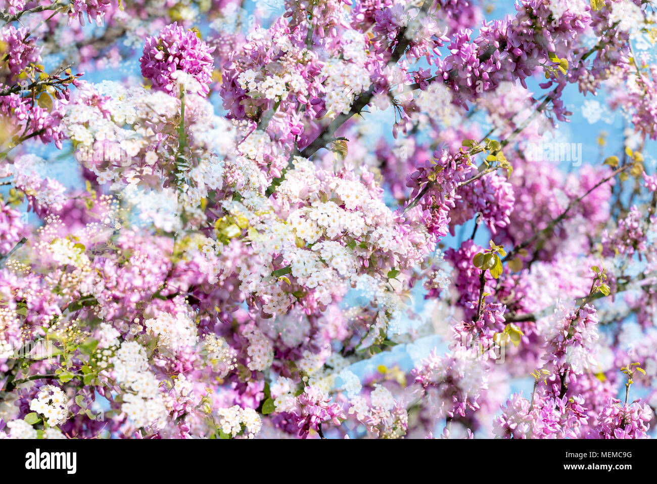 A multiple composition of spring colours Stock Photo - Alamy