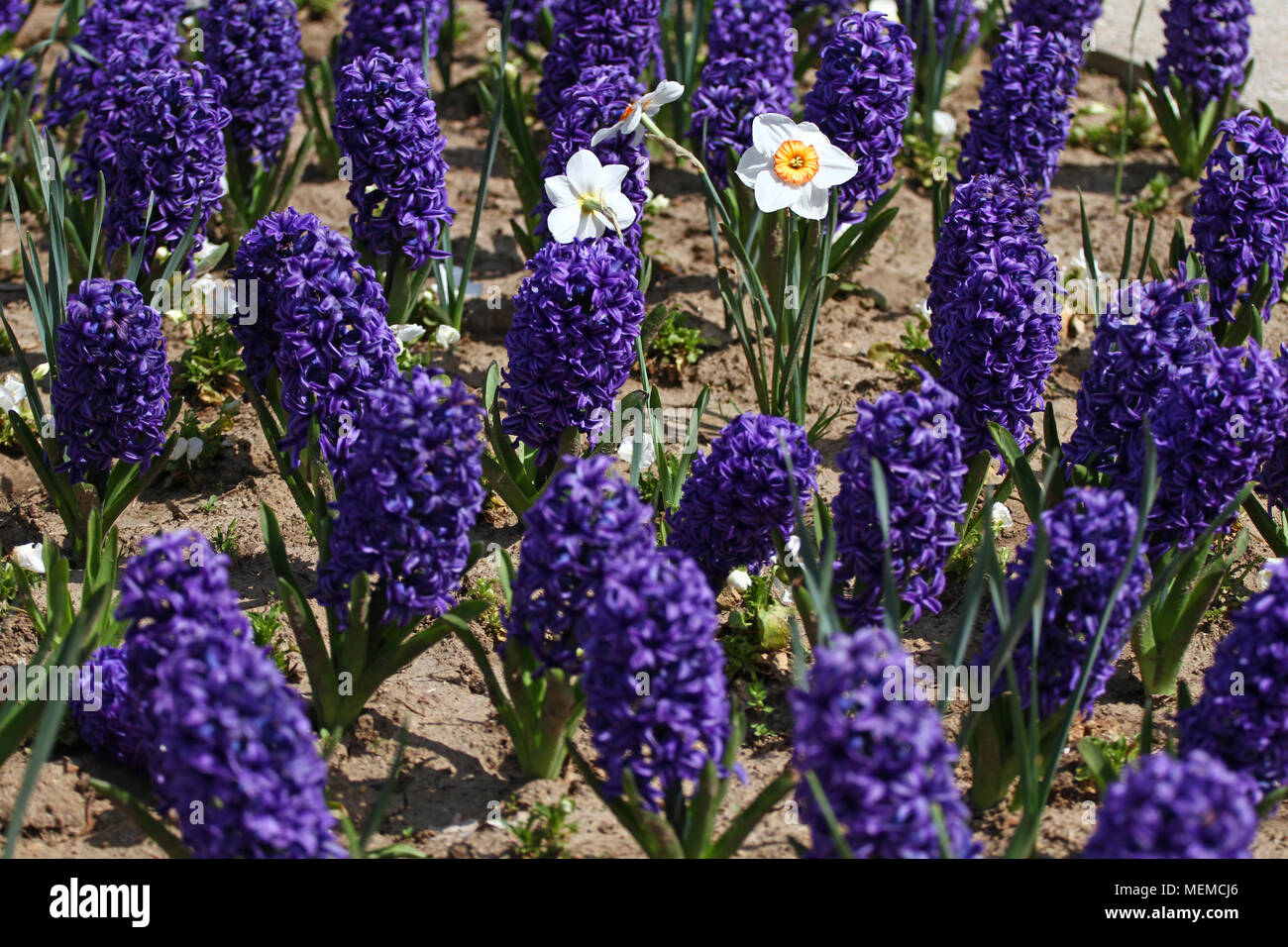 Hyacinth and narcissus (Daffodil ). Field of colorful spring flowers ...
