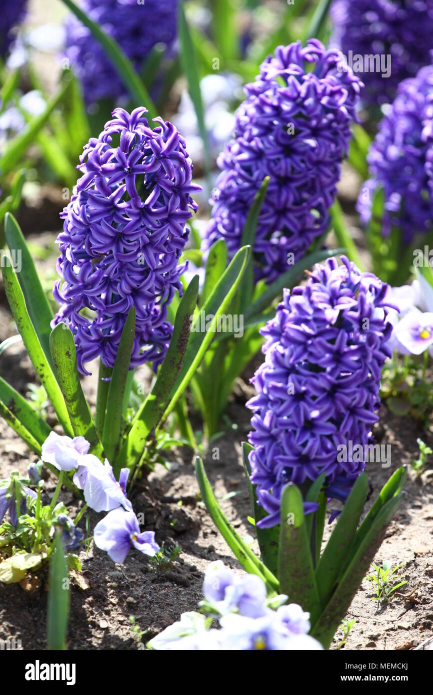 Hyacinth and narcissus (Daffodil ). Field of colorful spring flowers ...