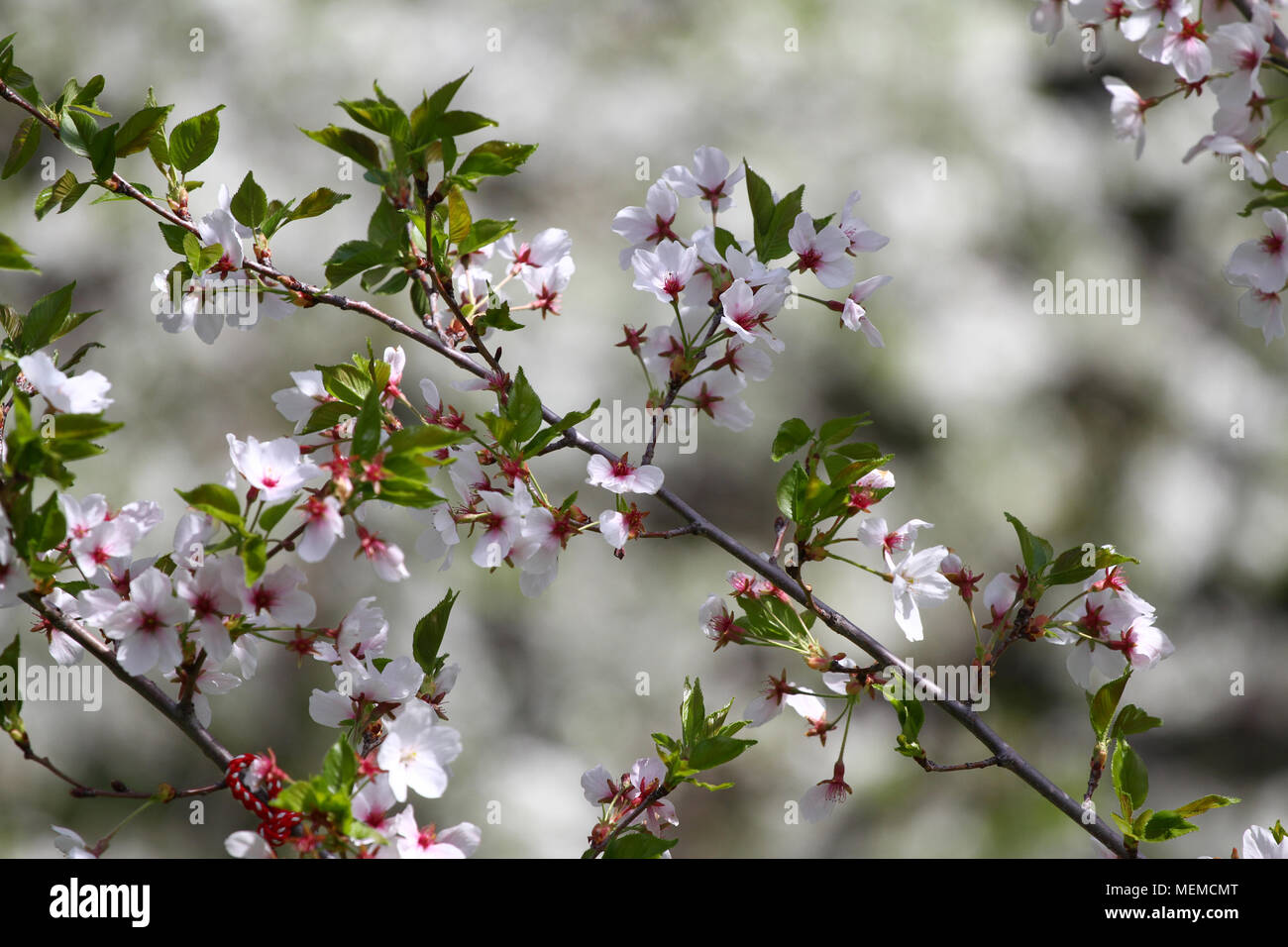 Blossoming orchards in the spring. Blooming orchard trees in the park ...