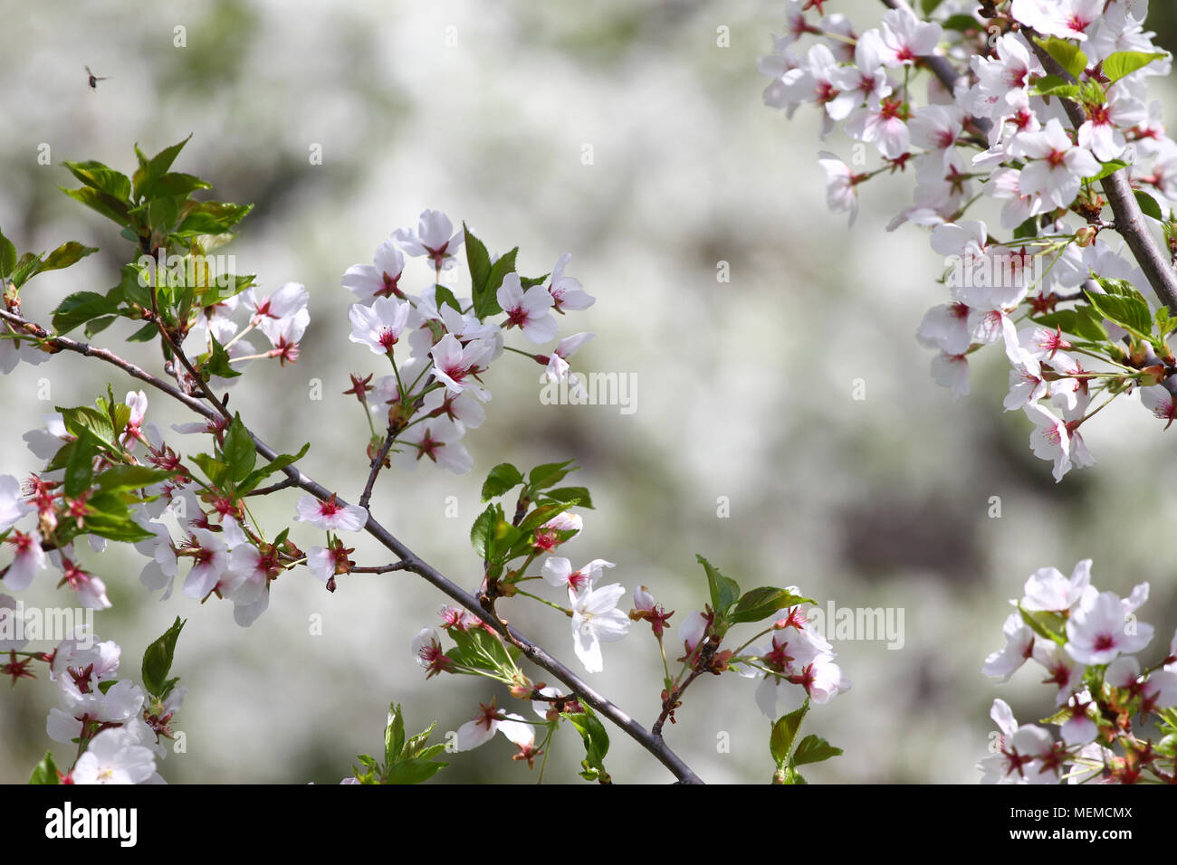 Blossoming orchards in the spring. Blooming orchard trees in the park ...