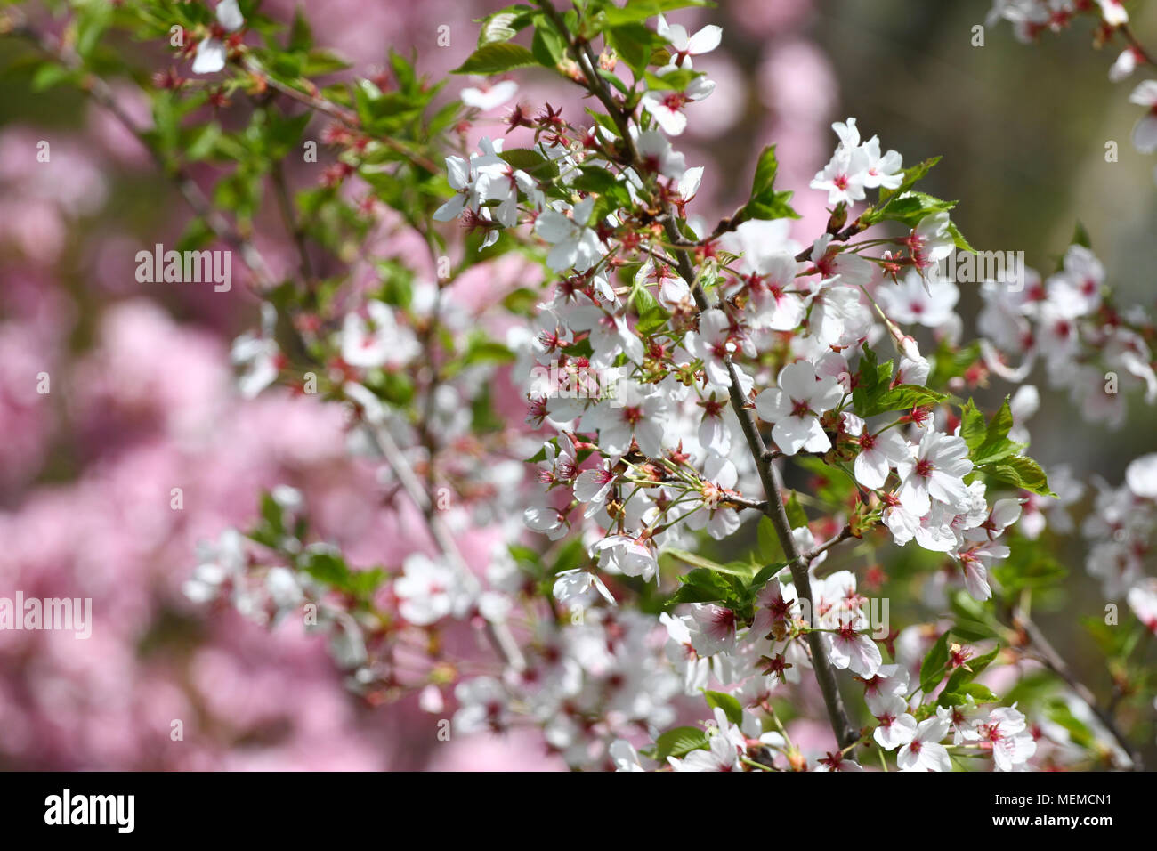 Blossoming orchards in the spring. Blooming orchard trees in the park ...