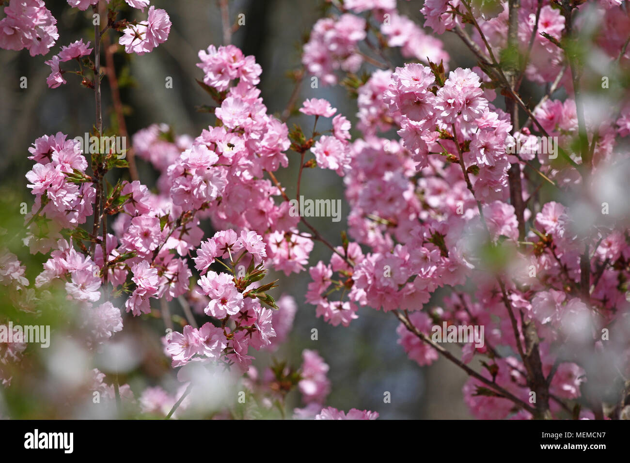 Blossoming orchards in the spring. Blooming orchard trees in the park ...