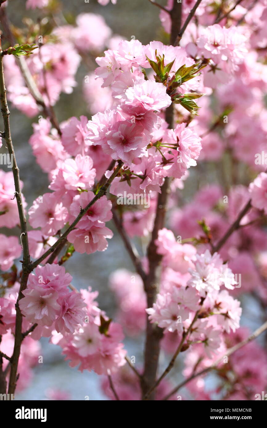 Blossoming orchards in the spring. Blooming orchard trees in the park ...