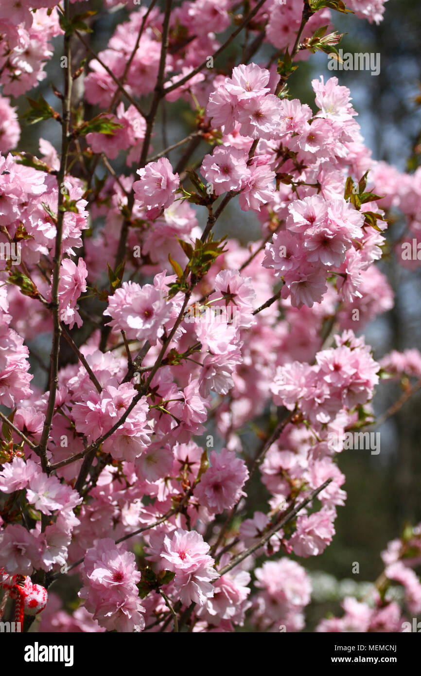 Blossoming orchards in the spring. Blooming orchard trees in the park ...