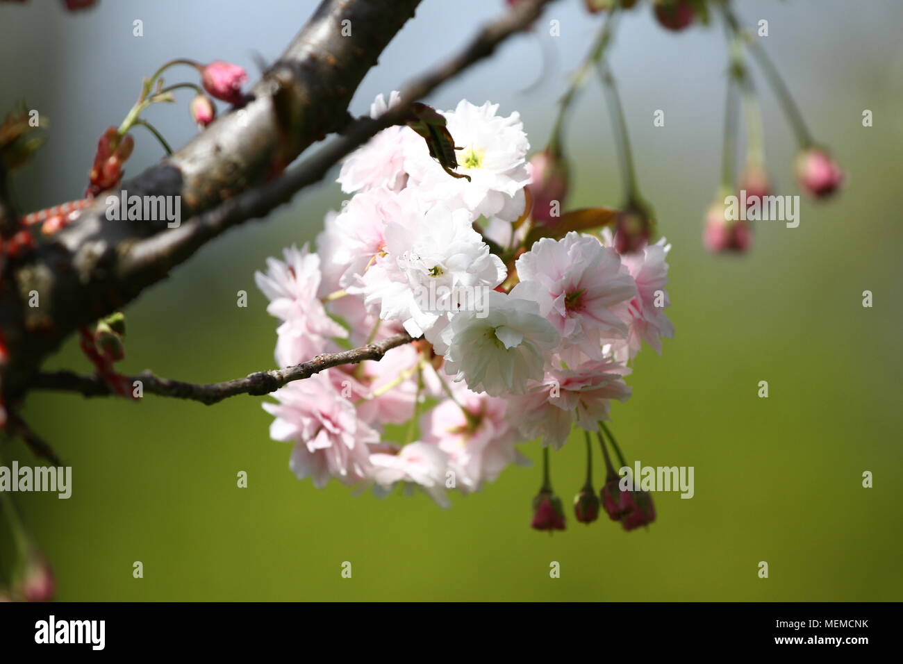 Blossoming orchards in the spring. Blooming orchard trees in the park ...