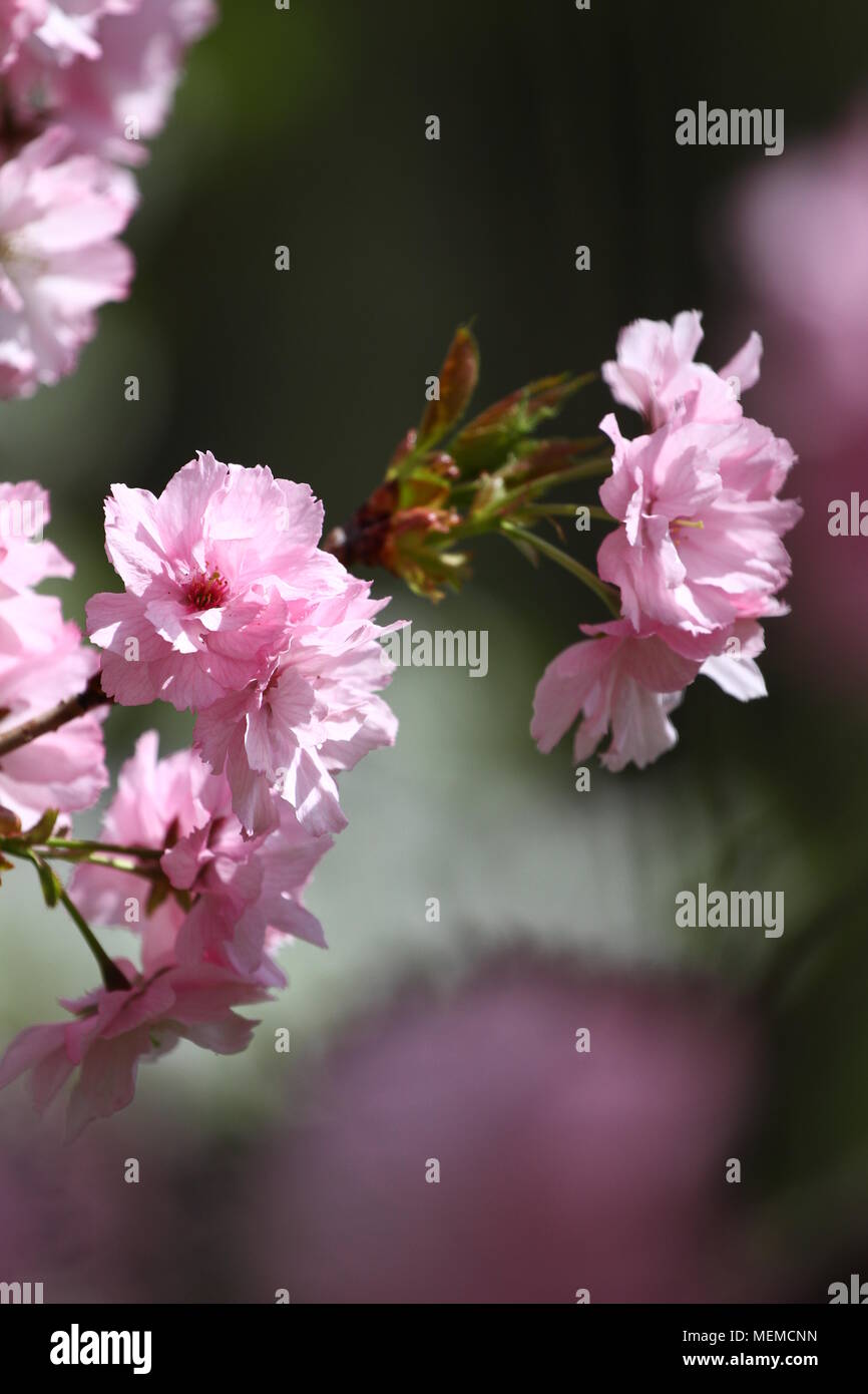 Blossoming orchards in the spring. Blooming orchard trees in the park ...