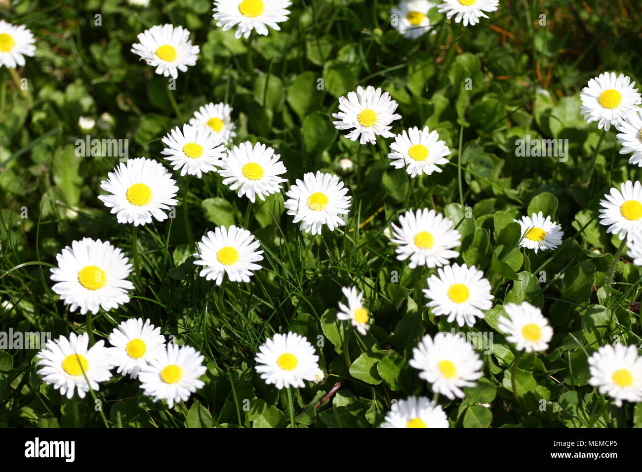 Coin flower hi-res stock photography and images - Alamy