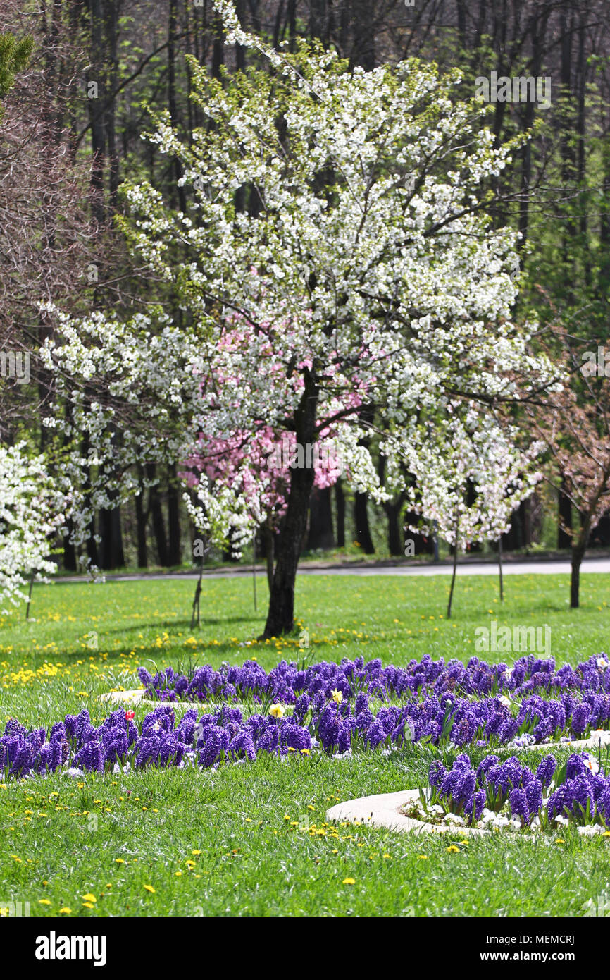 Blossoming orchards in the spring. Blooming orchard trees in the park ...