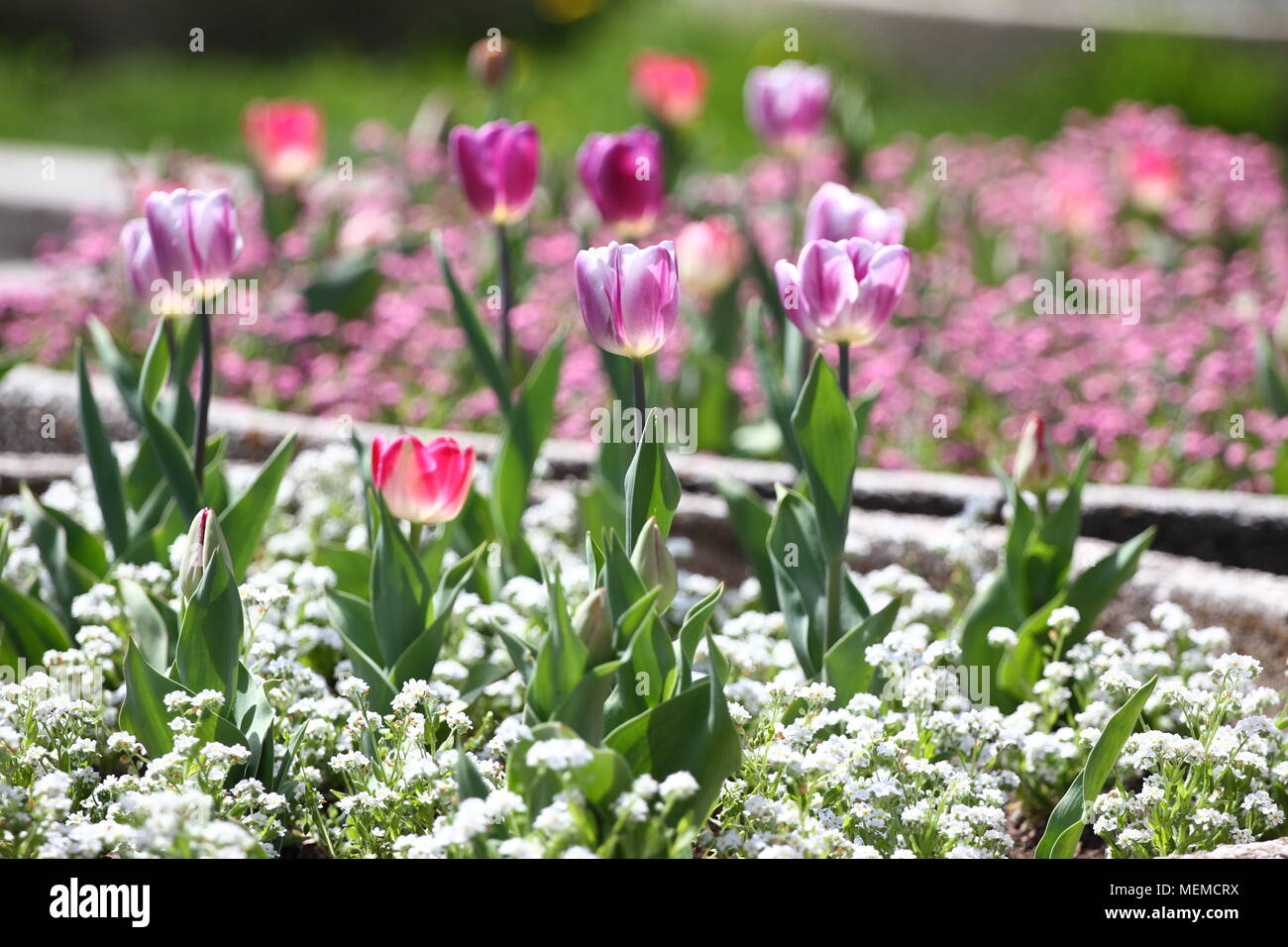 Tulips. Unique colors tulips on sunlight. Tulip wallpaper background ...