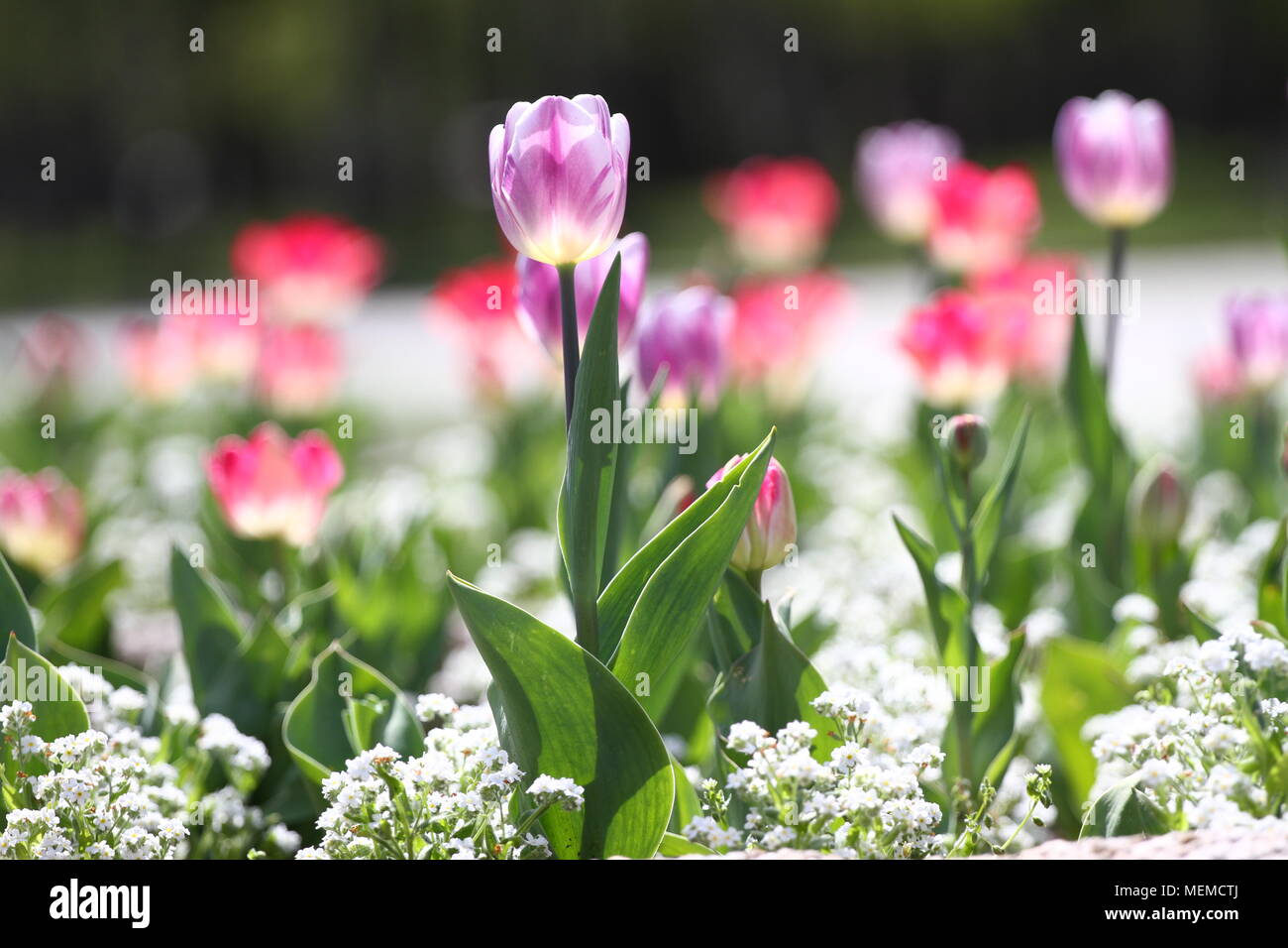 Tulips. Unique colors tulips on sunlight. Tulip wallpaper background ...