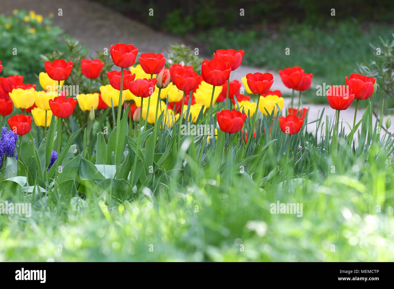 Tulips. Unique colors tulips on sunlight. Tulip wallpaper background ...
