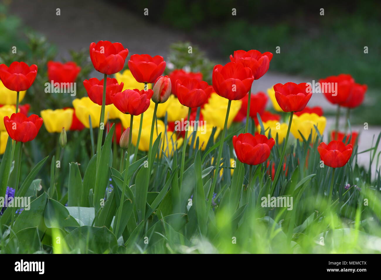 Tulips. Unique colors tulips on sunlight. Tulip wallpaper background ...