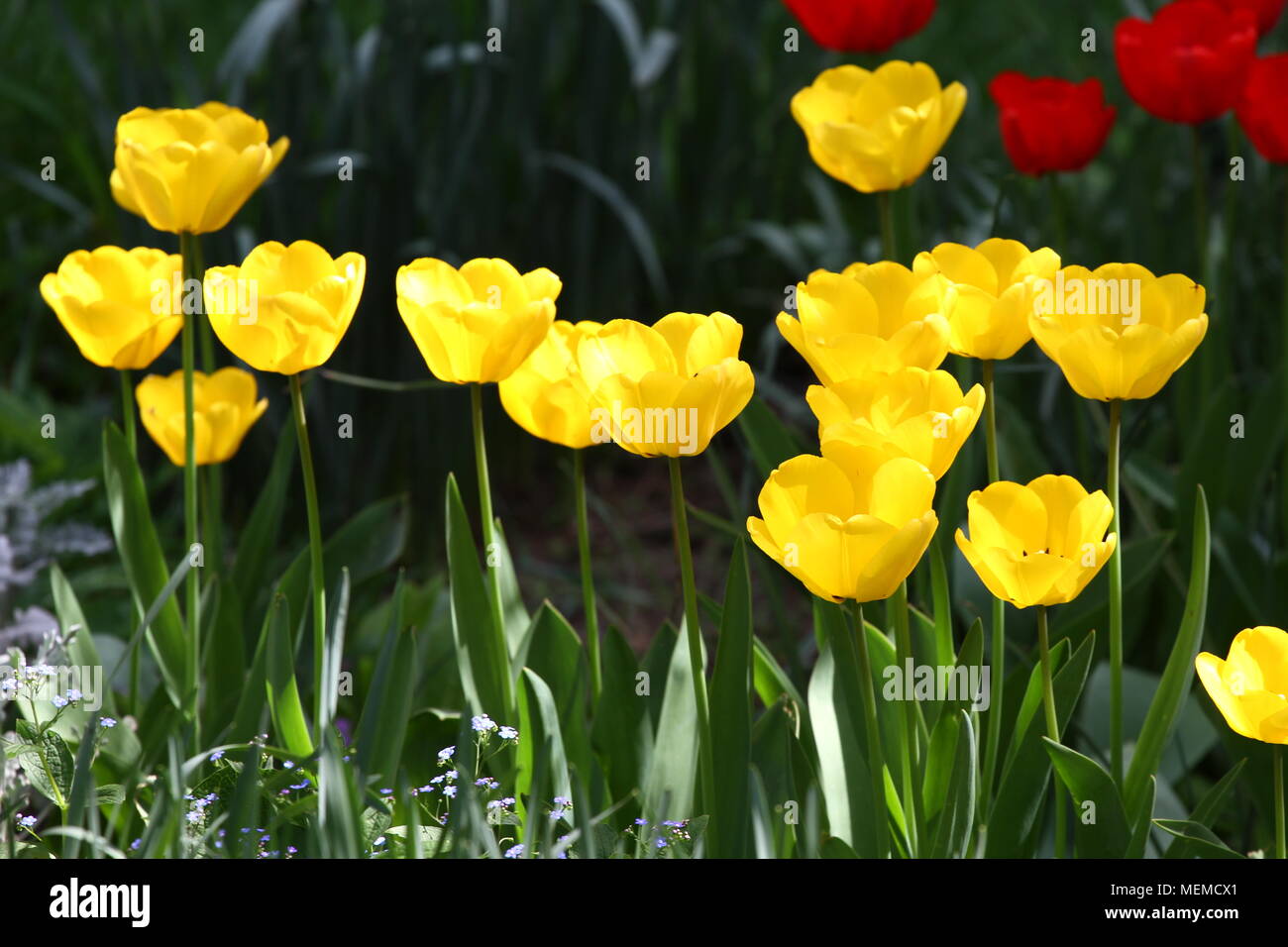 Tulips. Unique colors tulips on sunlight. Tulip wallpaper background ...