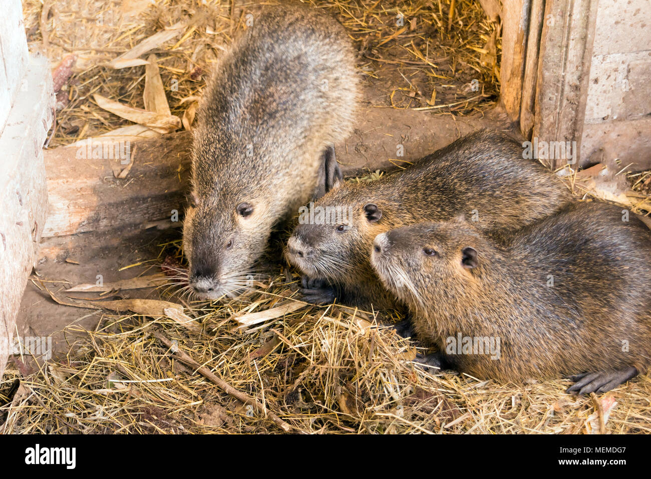 Gray nutria hi-res stock photography and images - Alamy