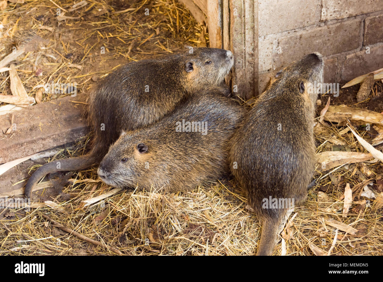 Nutria brood close-up on the farm. Three friends of the concept of ...