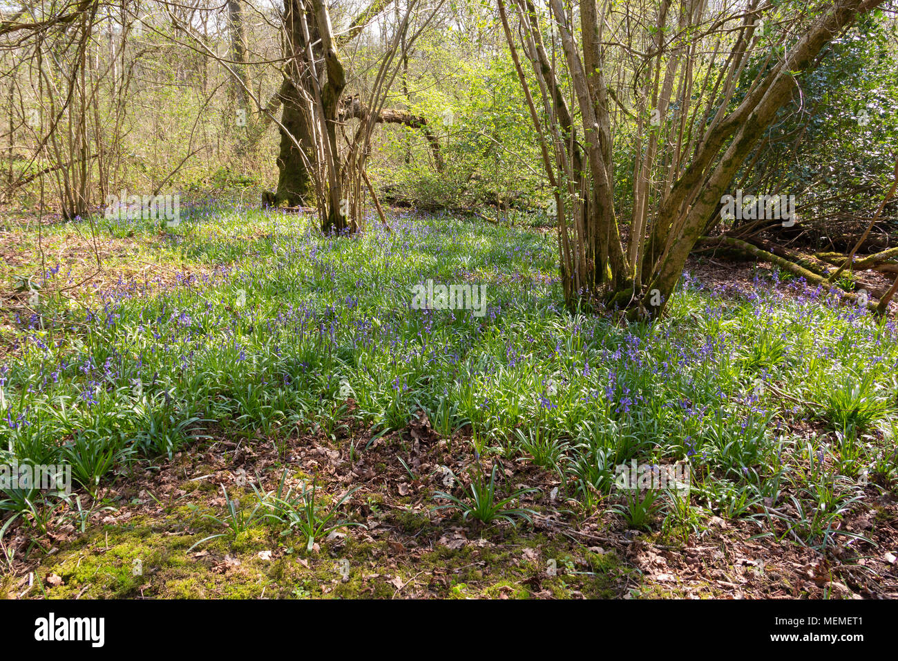 Bluebells woodland scene hyacinthoides hi-res stock photography and ...
