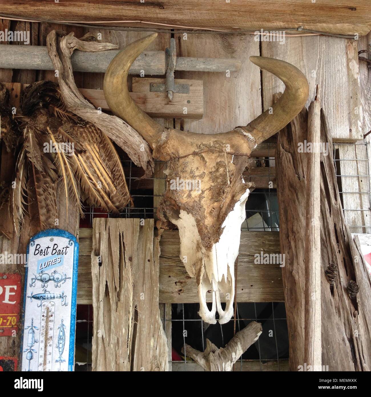 Cattle skull hi-res stock photography and images - Alamy