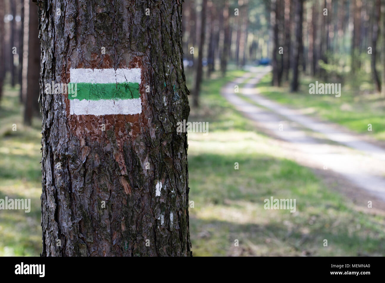 Marking tourist routes on a tree in the forest. Trees with signs for ...