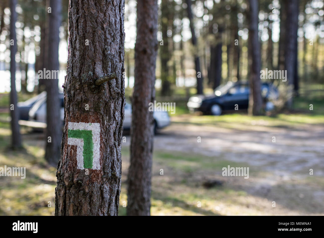 Marking tourist routes on a tree in the forest. Trees with signs for ...