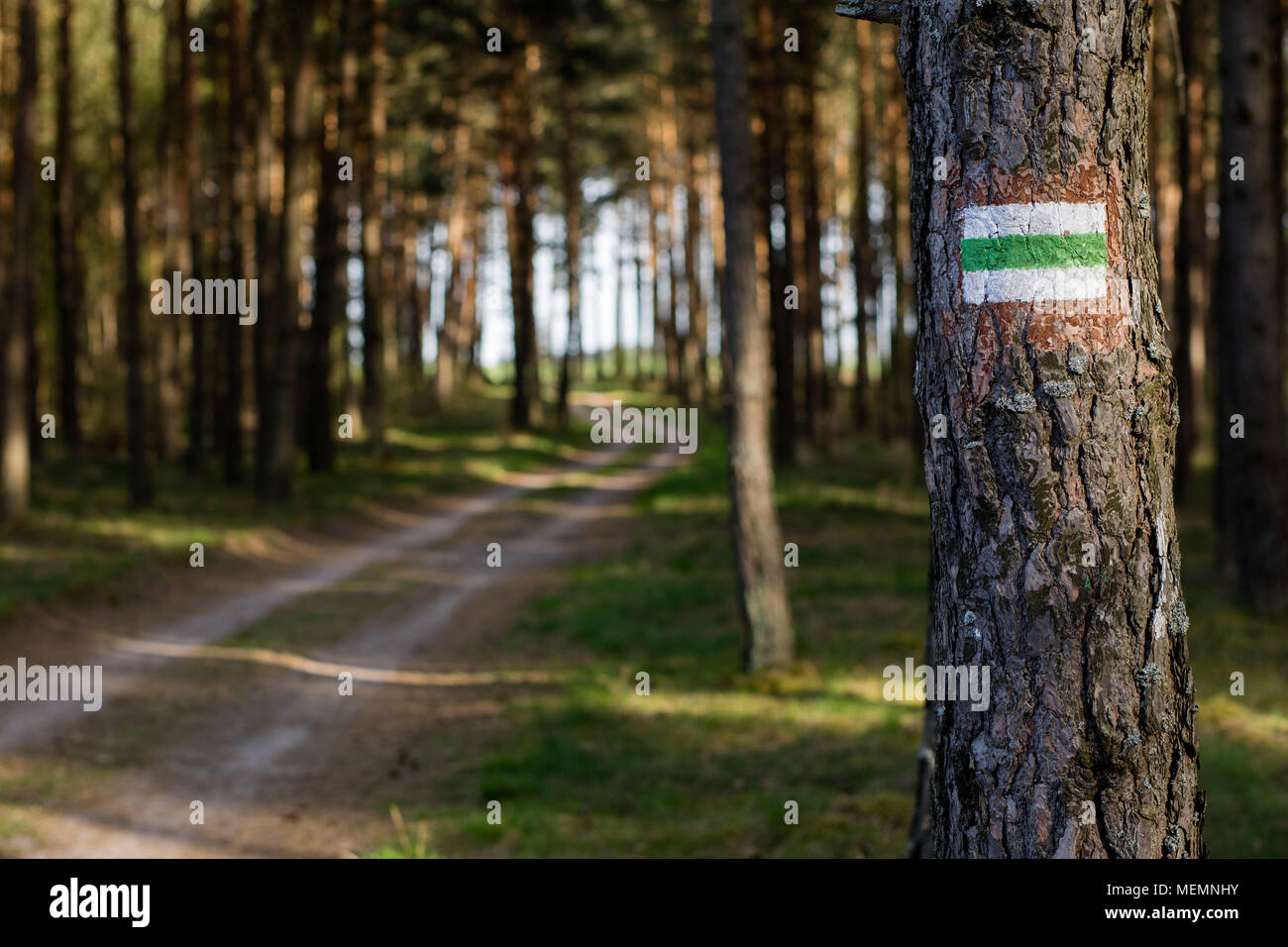 Marking tourist routes on a tree in the forest. Trees with signs for ...