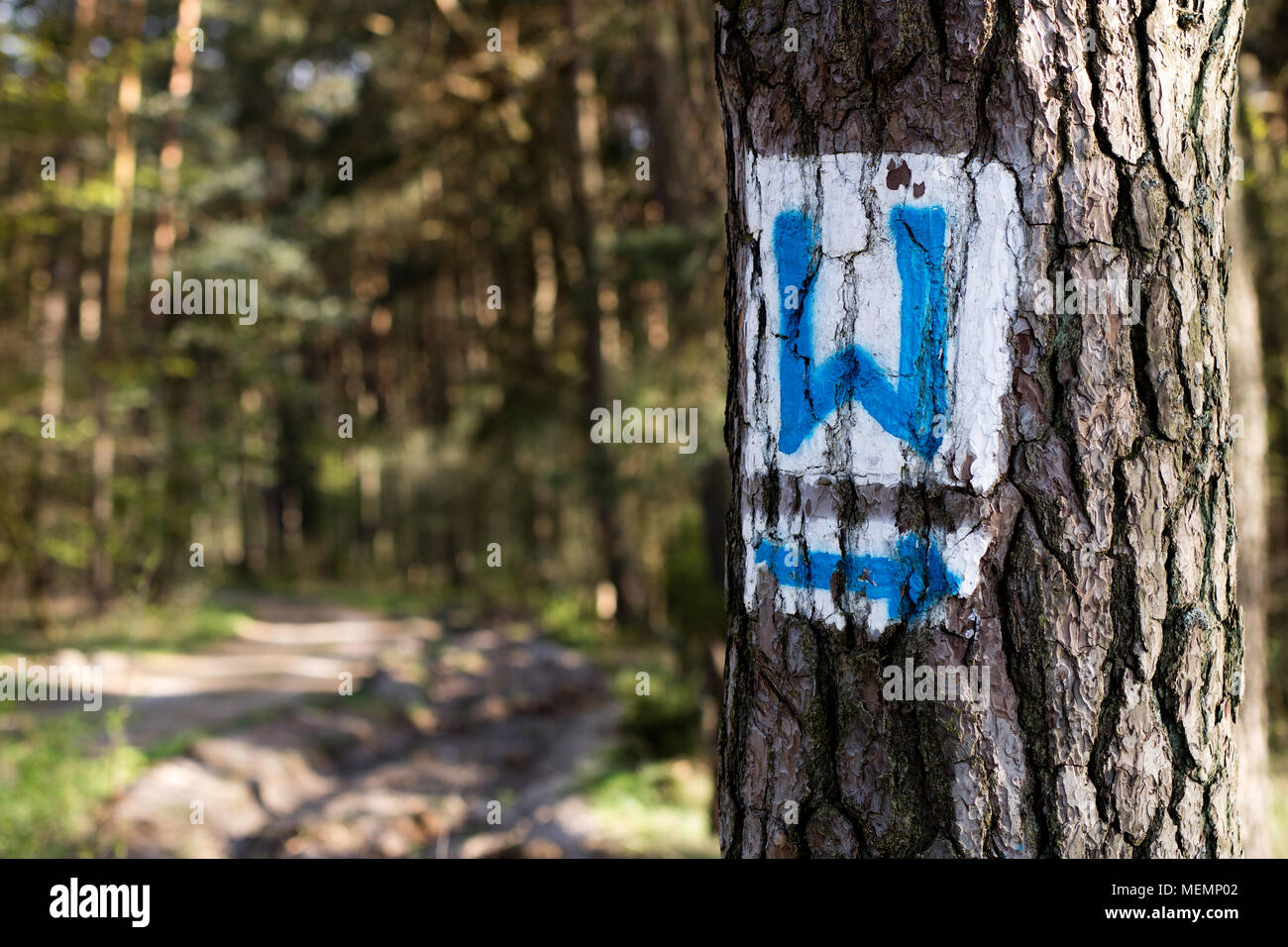 Marking tourist routes on a tree in the forest. Trees with signs for ...