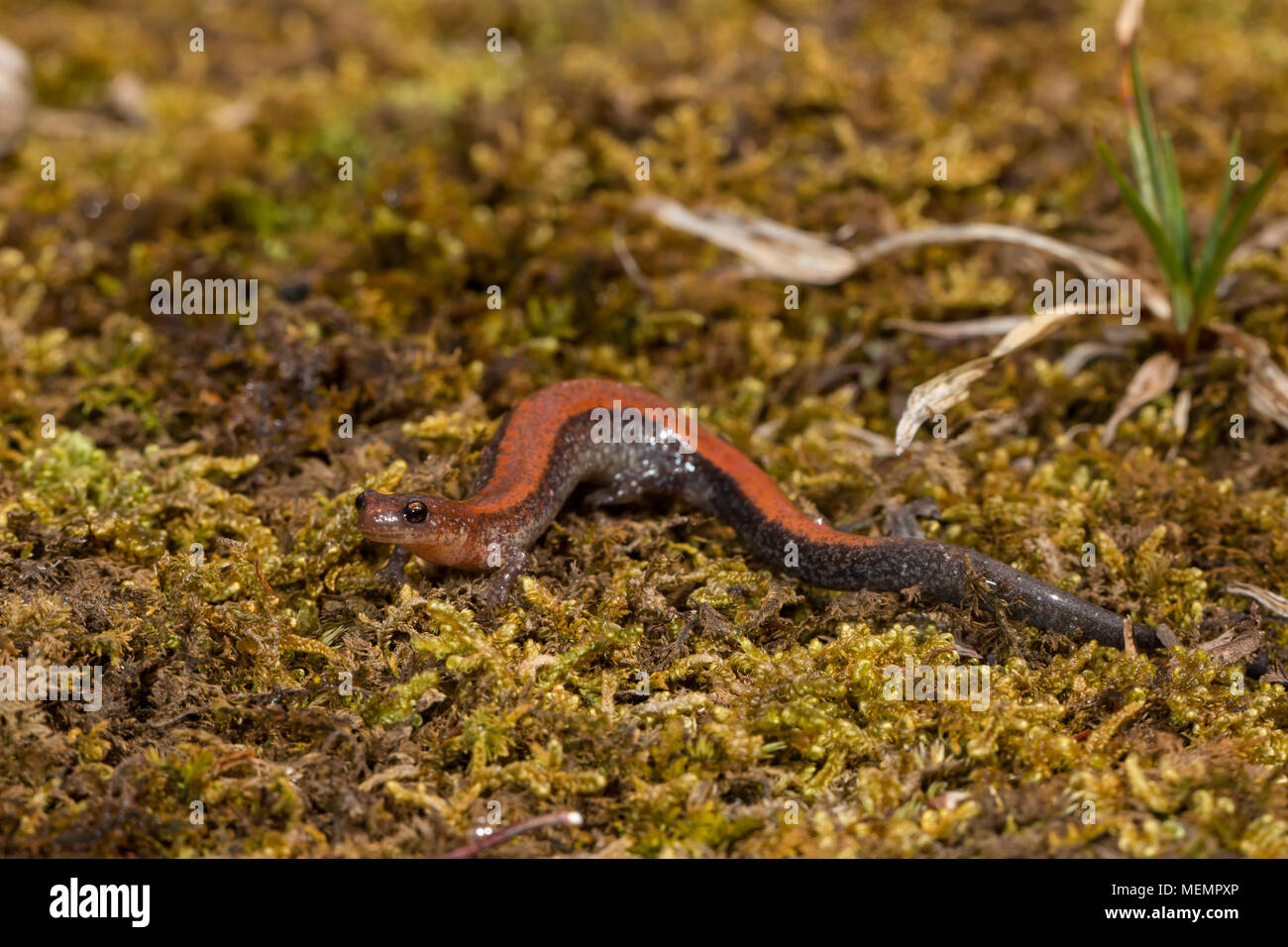 Redback salamander hi-res stock photography and images - Alamy