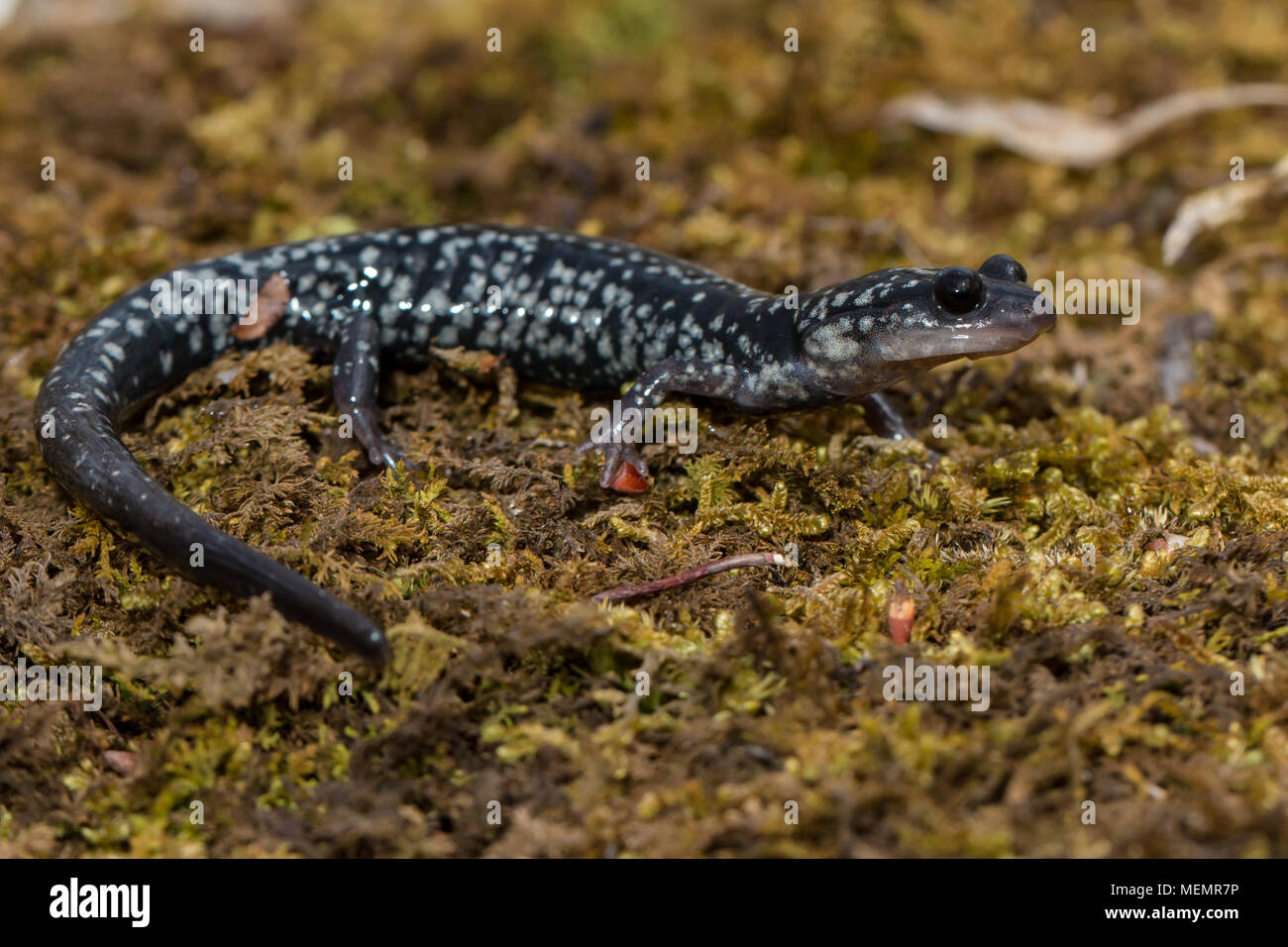 Plethodon Cylindraceus
