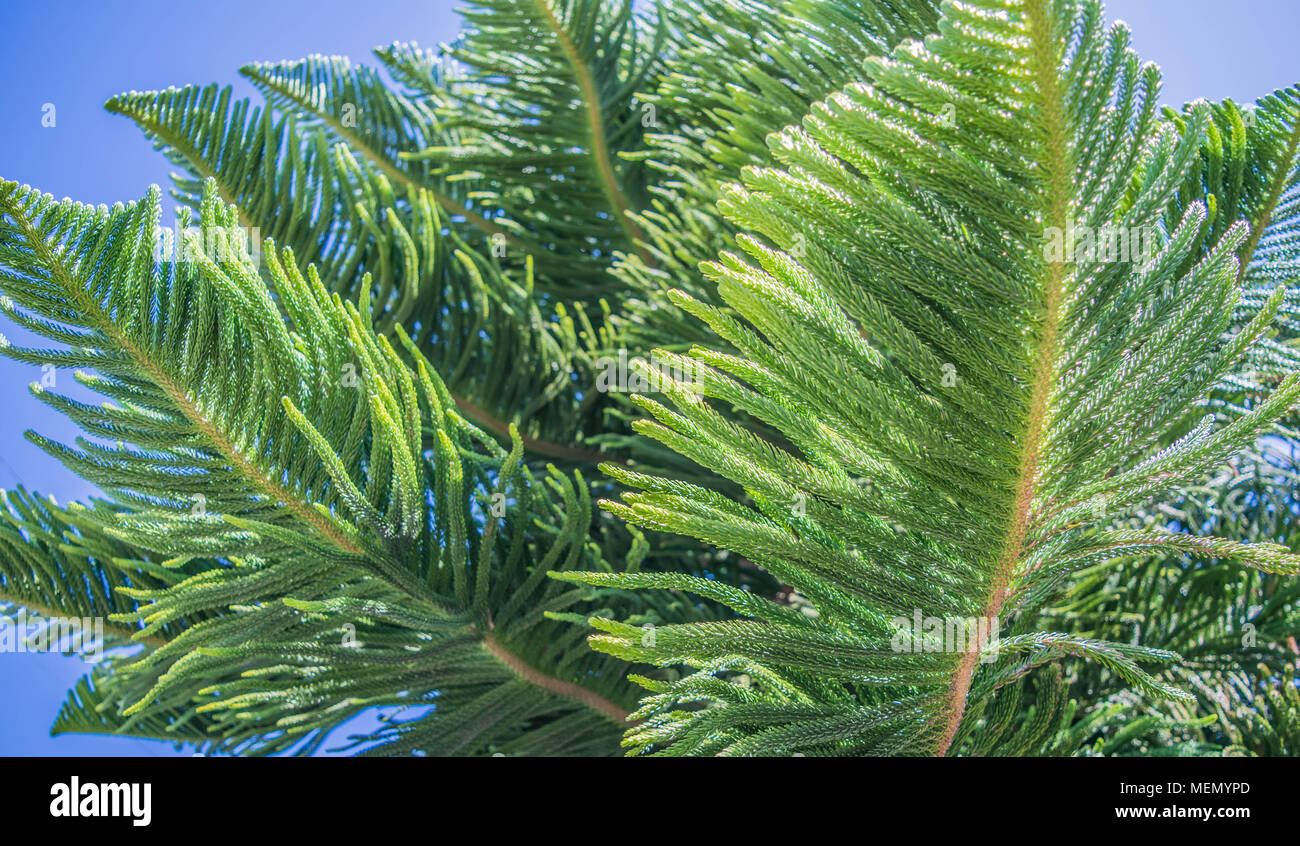 Looking up at wispy green Norfolk Pine branches, with a deep blue sky ...