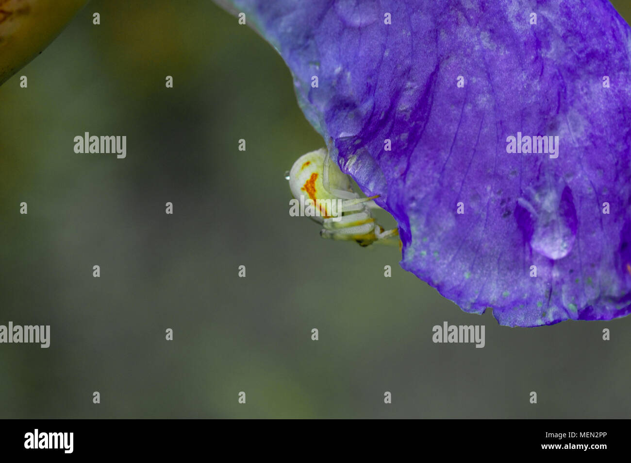 Little silk spider sitting on a delphinium leaf on a cool morning with ...