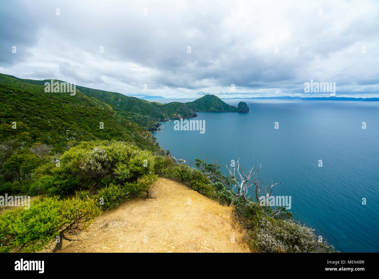 Hiking the Coromandel Coastal Walkway. Rainforest and a steep coast ...