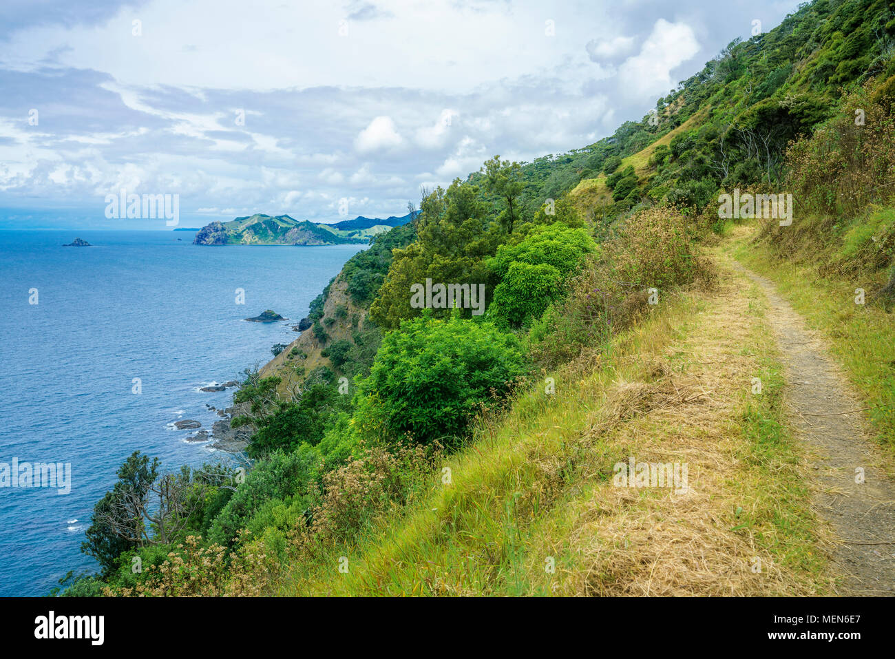 Hiking the Coromandel Coastal Walkway. Rainforest and a steep coast ...