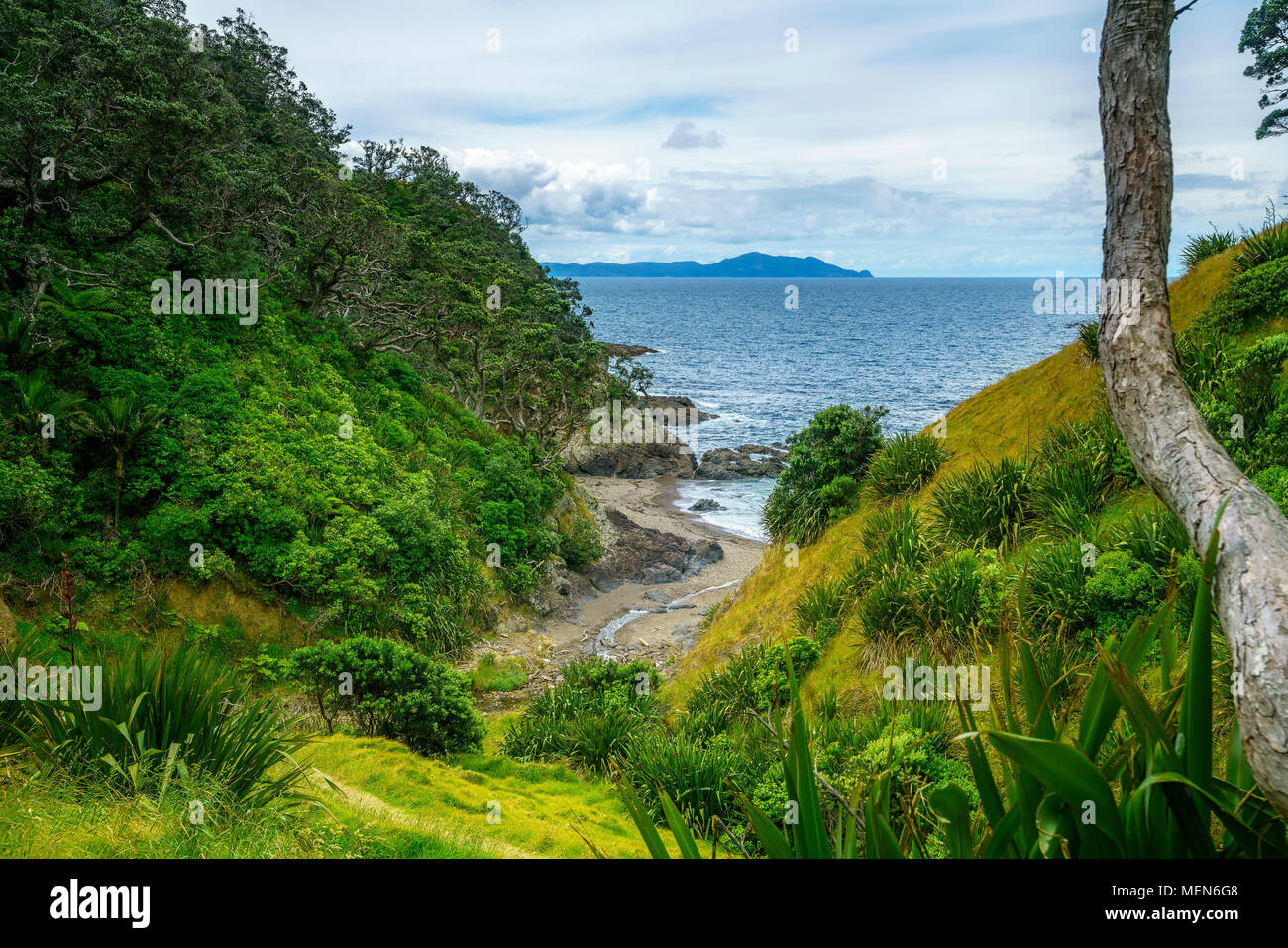Hiking the Coromandel Coastal Walkway. Rainforest and a steep coast ...