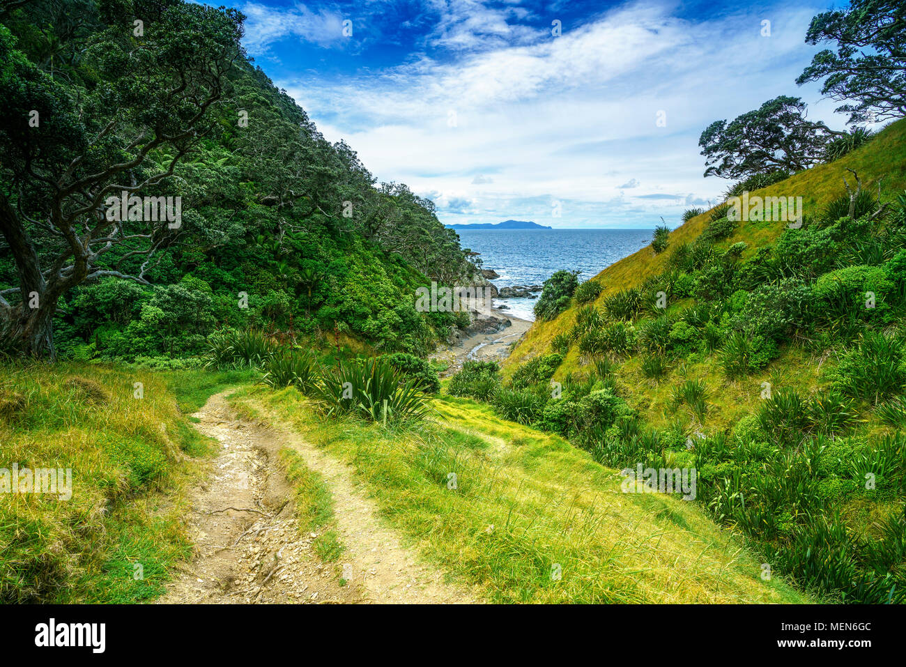 Hiking the Coromandel Coastal Walkway. Rainforest and a steep coast ...