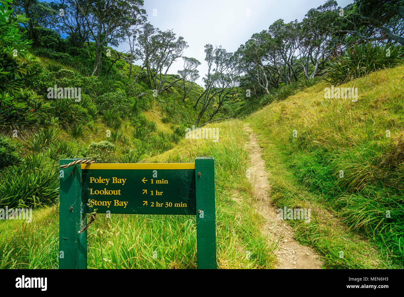 Hiking the Coromandel Coastal Walkway. Rainforest and a steep coast ...