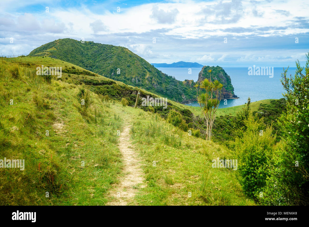 Hiking the Coromandel Coastal Walkway. Rainforest and a steep coast ...
