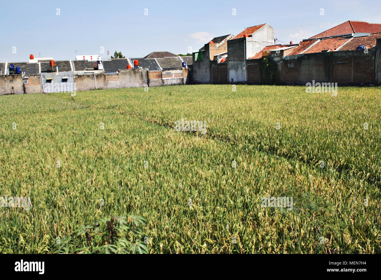 Agricultural paddy field hi-res stock photography and images - Alamy
