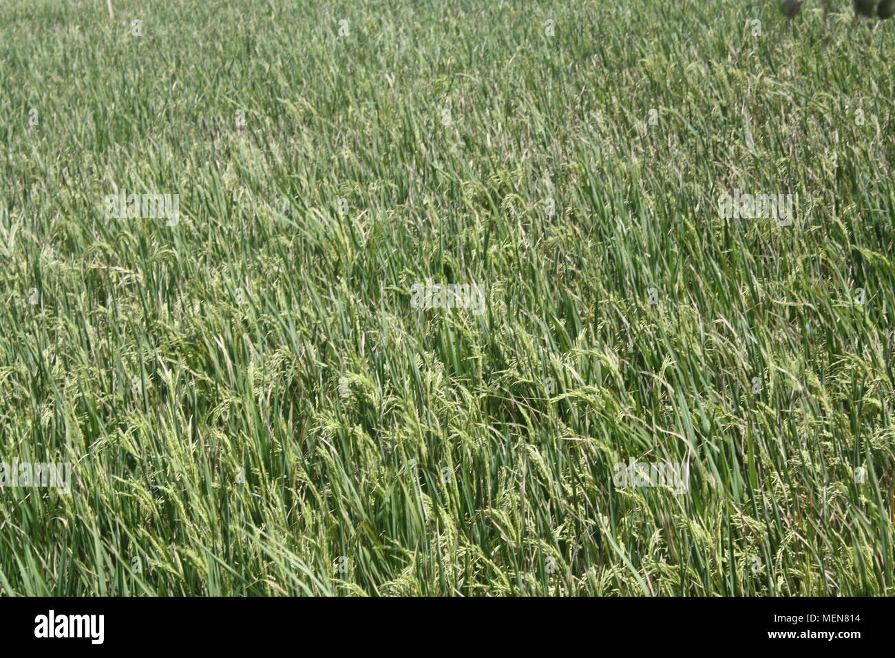 Agricultural paddy field hi-res stock photography and images - Alamy