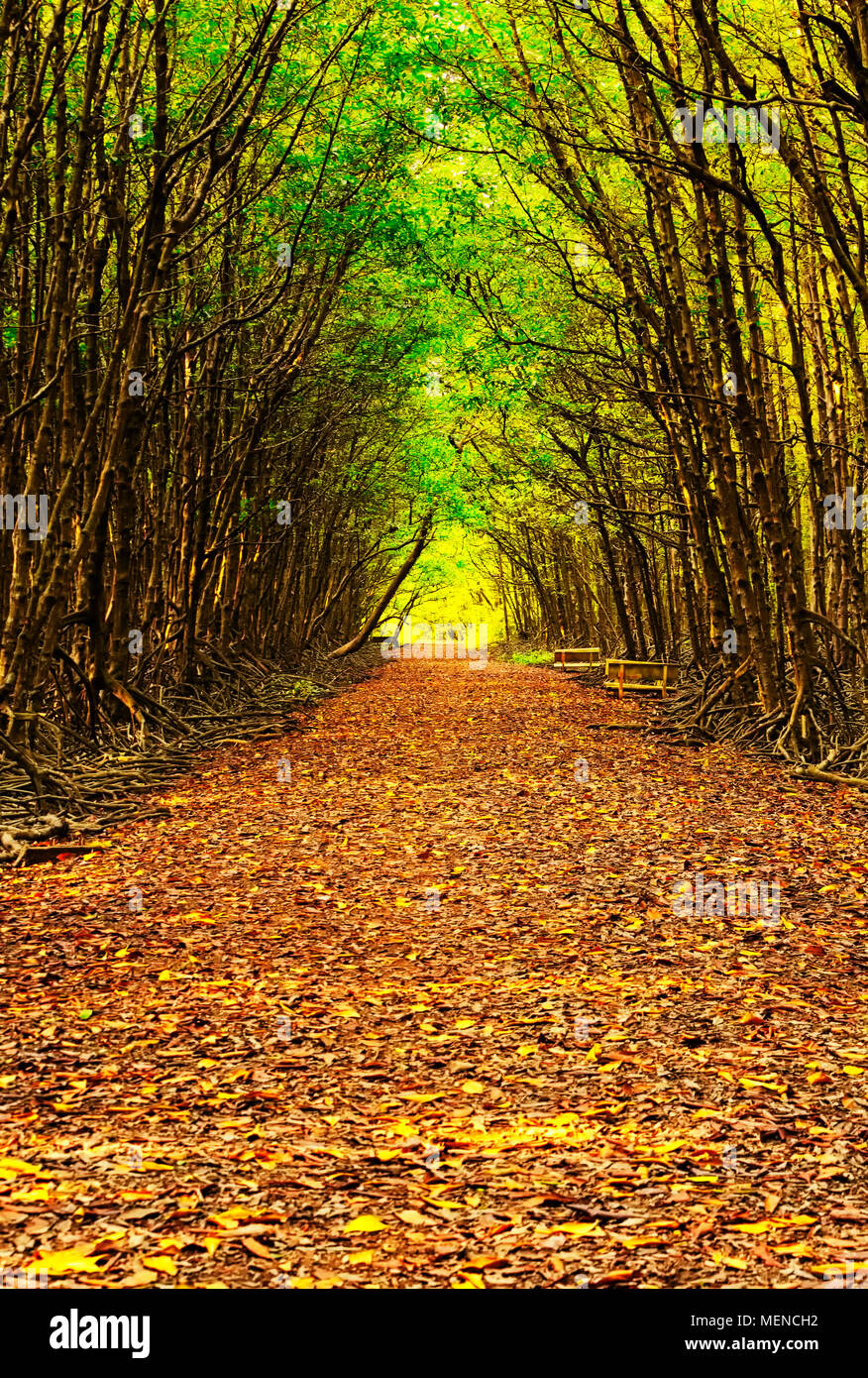 A mangrove forest on monkey island in Can Gio South Vietnam Stock Photo ...