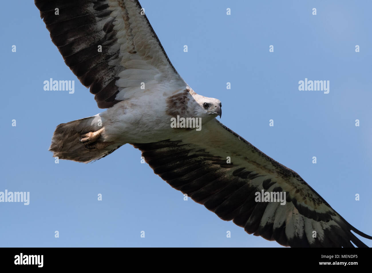 The white-bellied sea eagle (Haliaeetus leucogaster), also known as the ...