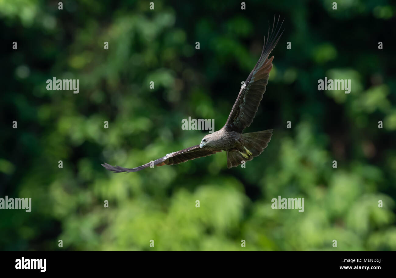 Swooping kite hi-res stock photography and images - Alamy