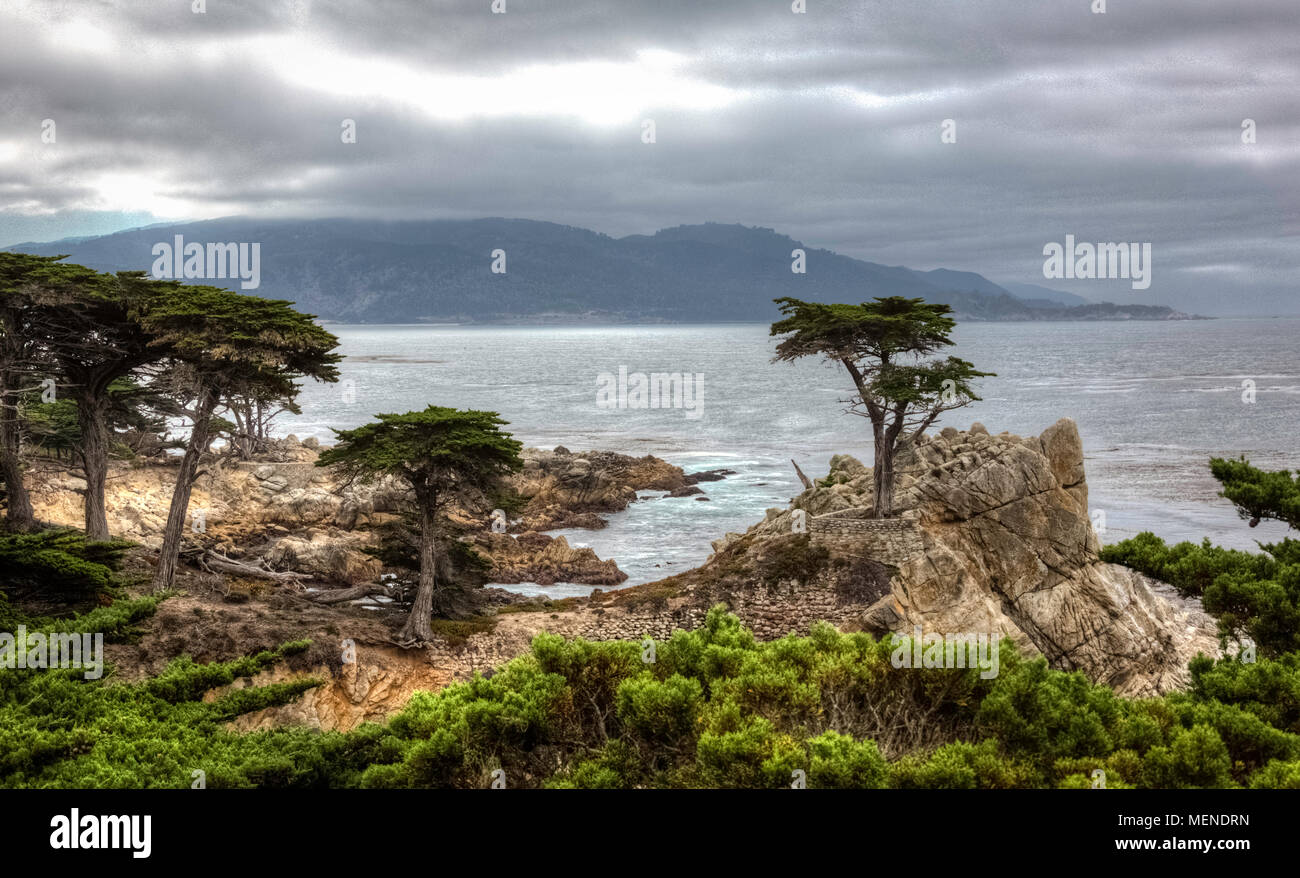 Cypress trees on the 17 mile drive in Carmel California Stock Photo - Alamy