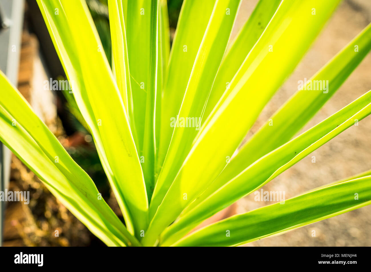 Green Plant Background at a Plant Nursery ideal for a computer ...