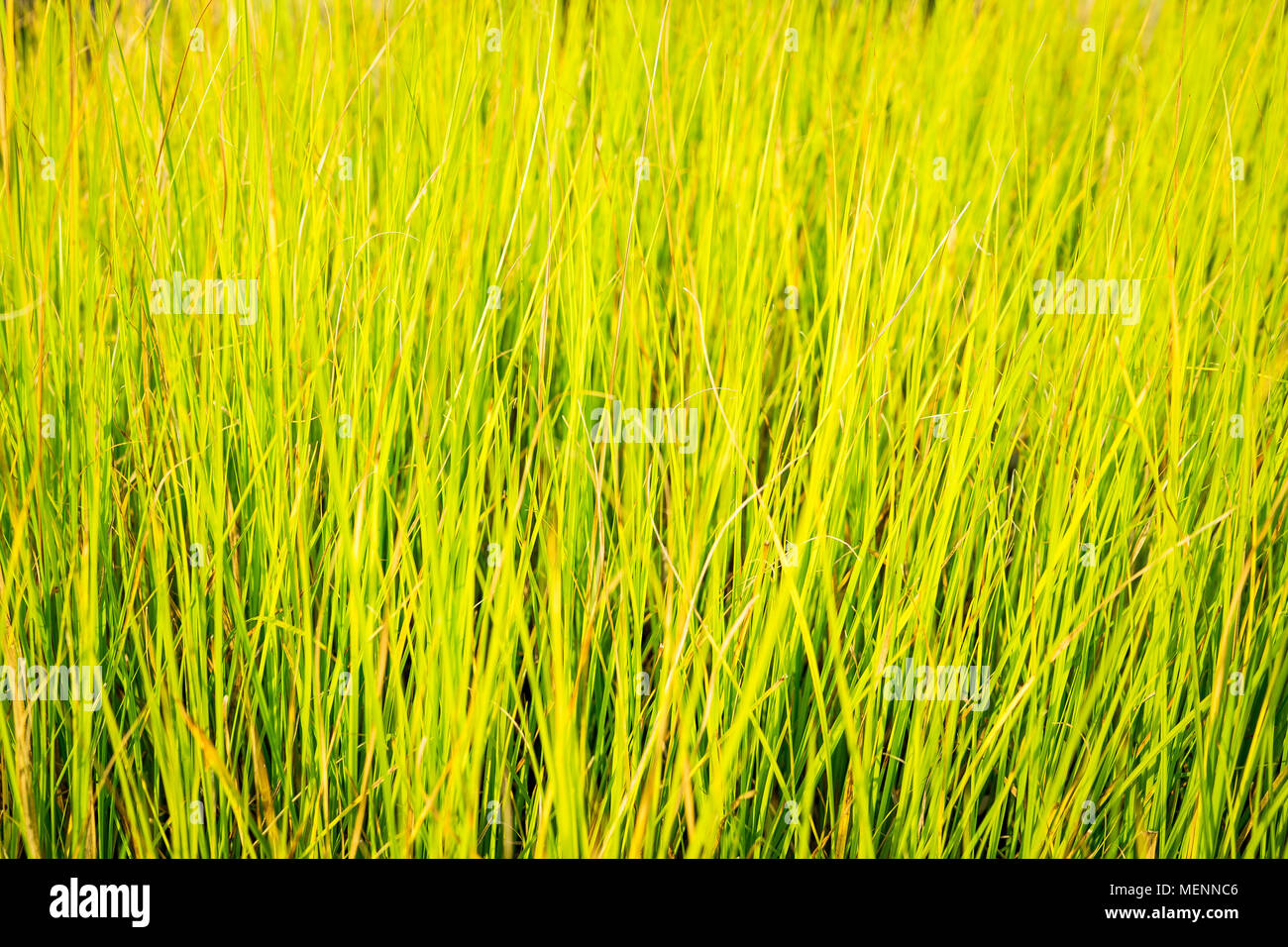 Green yellow grass background at a plant nursery Stock Photo - Alamy
